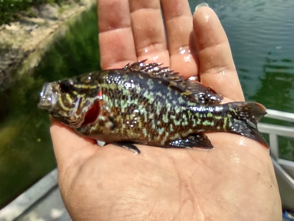 Warmouth from Jasper Bend on June 6, 2023 at 03:06 PM by Lori Clark ...