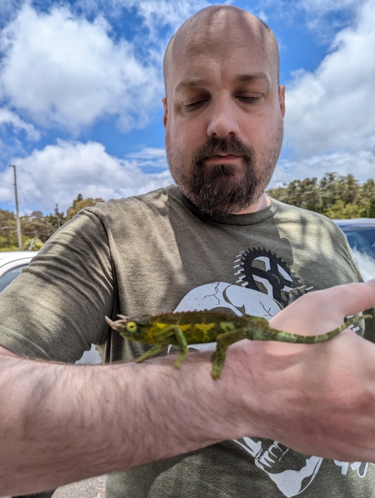Yellow-crested Jackson's Chameleon from Volcano Village Volcano Post ...