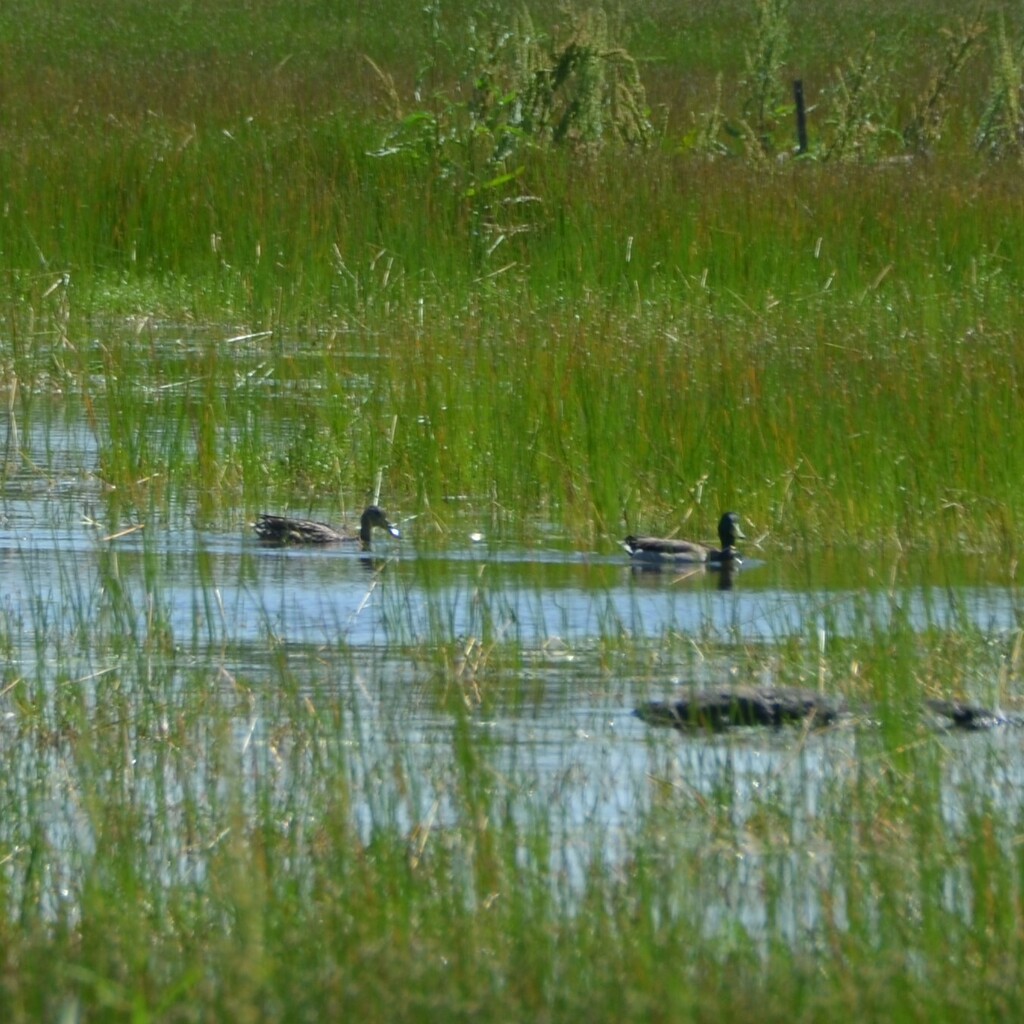 Mallard from Santa Rosa Plateau Ecological Reserve, Temecula, CA, US on ...