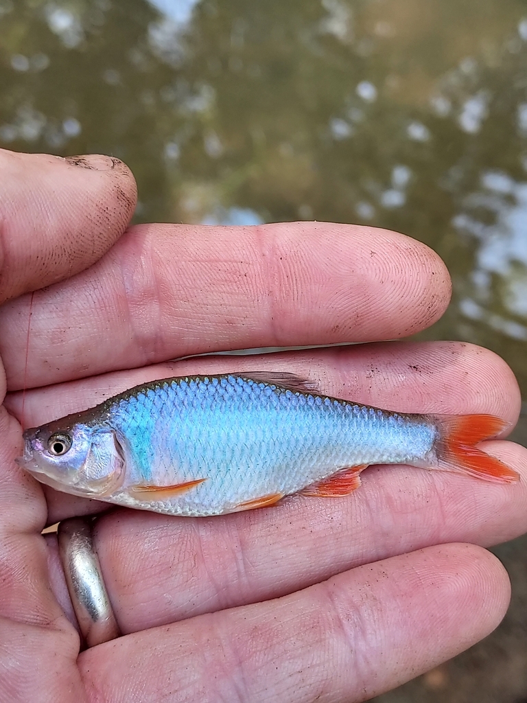 Red Shiner from Carbondale, IL 62901, USA on June 6, 2023 at 02:54 PM ...