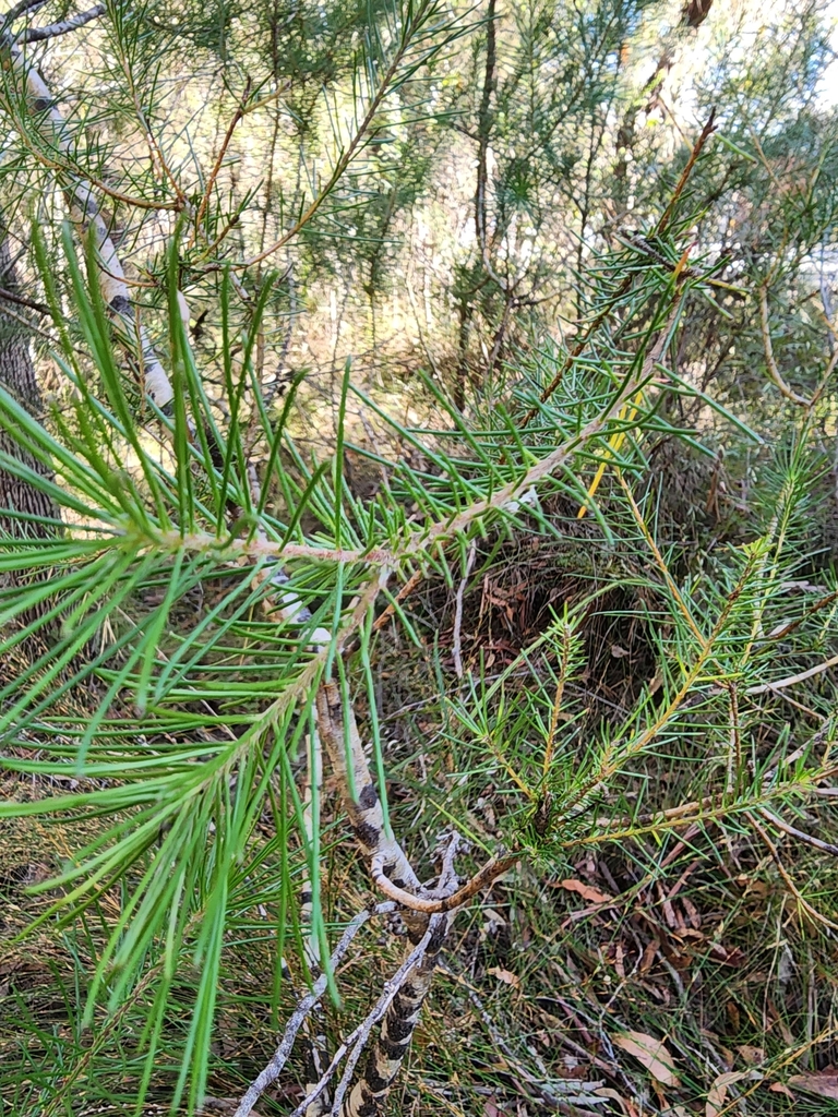 Hakea bakeriana in June 2023 by Callum Nicholson · iNaturalist