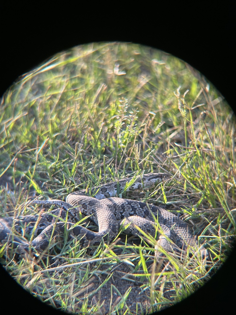 Prairie Kingsnake from Bobwhite Rd, Lockhart, TX, US on June 6, 2023 at ...