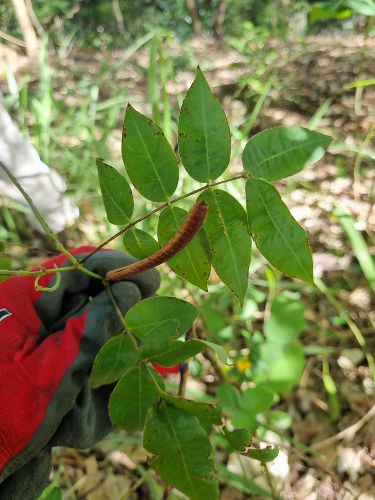 Arsenic Bush from Cedar Pocket QLD 4570, Australia on June 7, 2023 by ...
