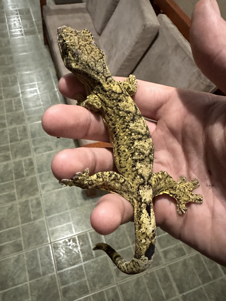 Southern Turniptail Gecko from Orellana, Orellana, EC on June 5, 2023 ...