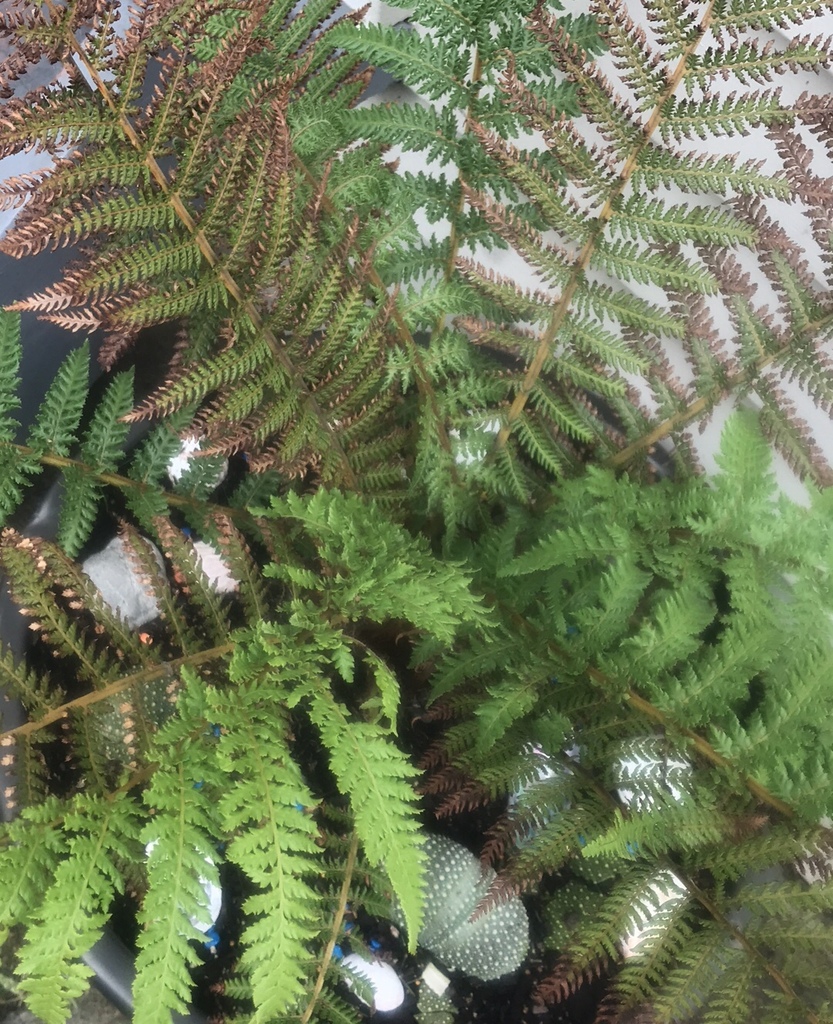 golden tree fern from South Pacific Ocean, , , on December 02, 2018 at ...