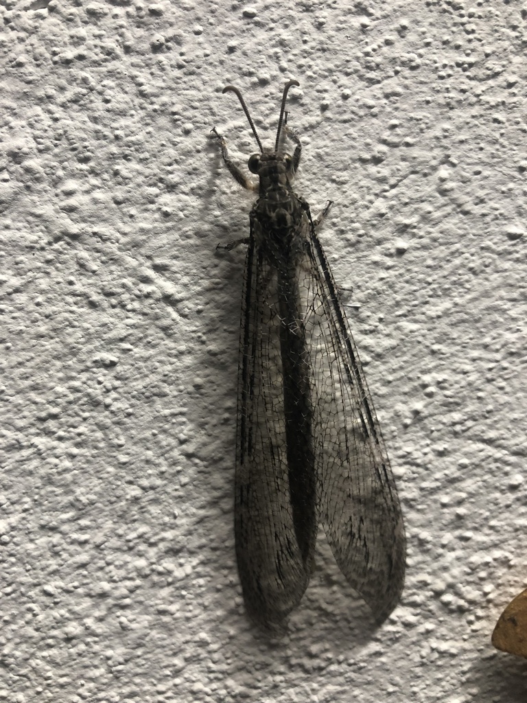 Vella fallax texana from Victoria, Guanajuato, MX on June 6, 2023 at 11 ...