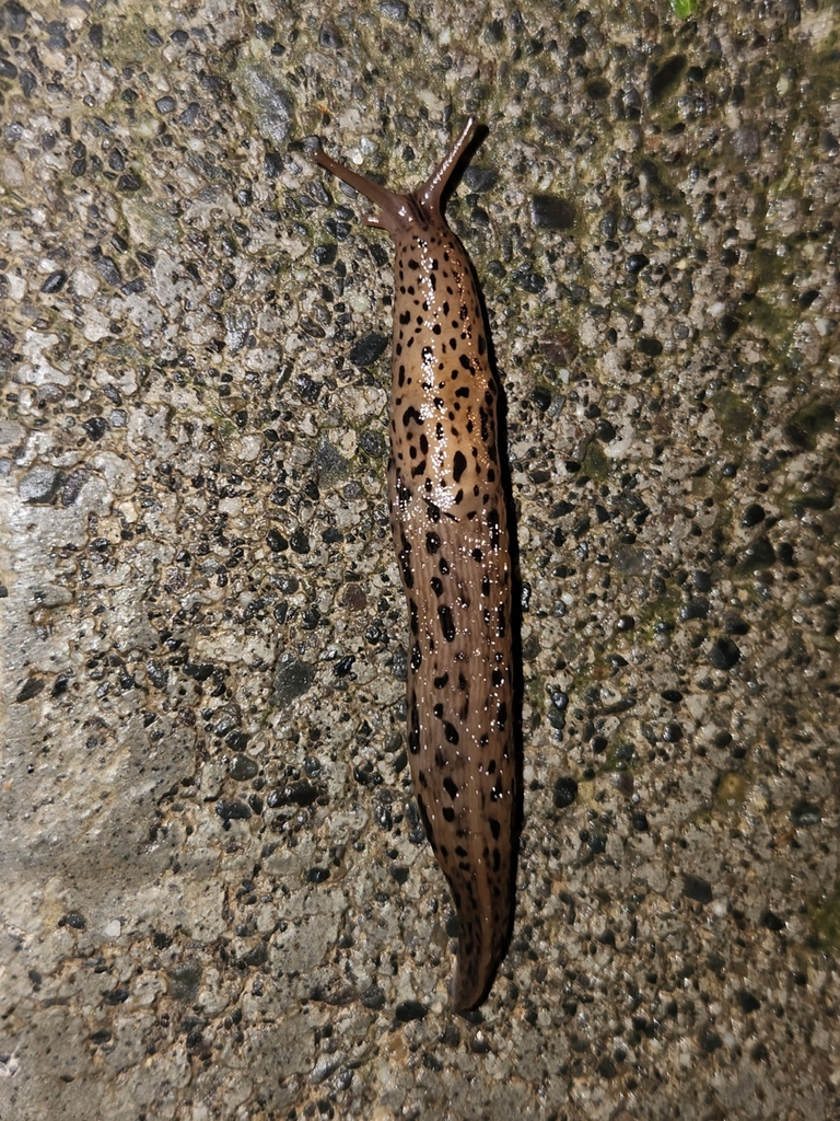 Leopard Slug from Cordova, AK 99574, USA on May 27, 2023 at 10:55 PM by ...
