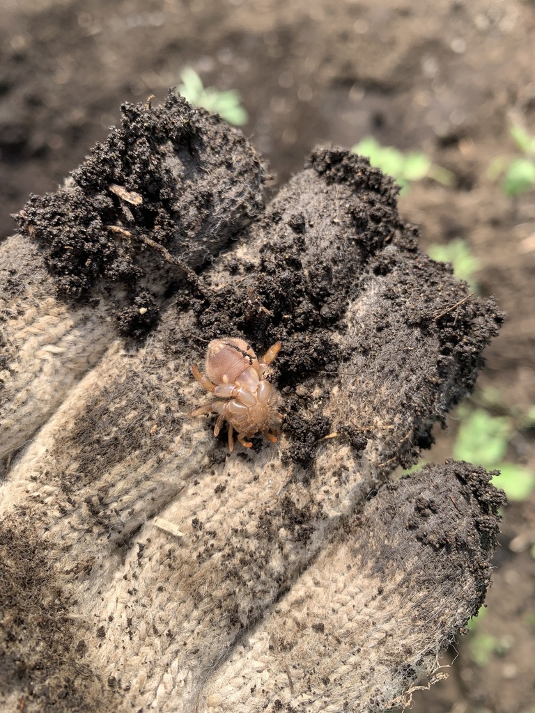 Calommata signata in June 2023 by jeanvaljean · iNaturalist