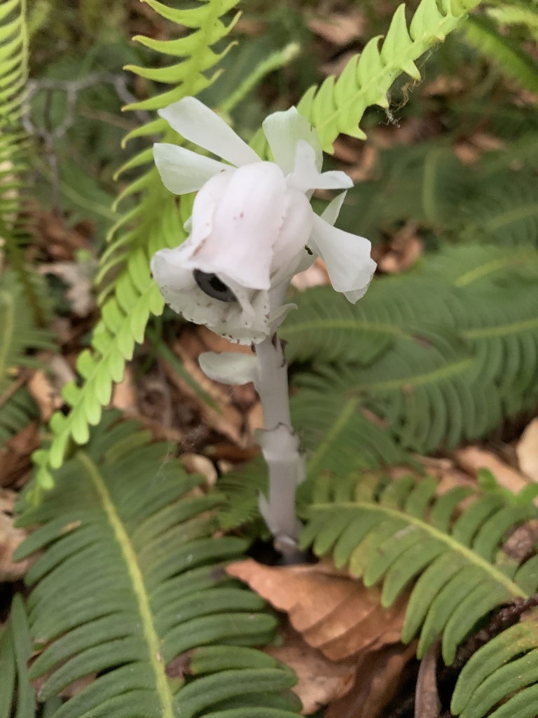 Monotropastrum humile from 秋保町馬場, 仙台市太白区, 宮城県, JP on June 6, 2023 at 06 ...