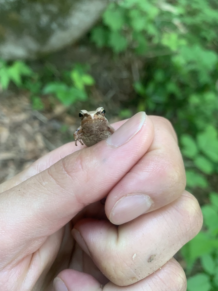 Japanese Tree Frog from 秋保町馬場, 仙台市太白区, 宮城県, JP on June 6, 2023 at 05:17 ...