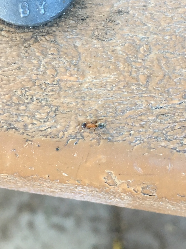Western Velvety Tree Ant from Angeles National Forest, Palmdale, CA, US ...