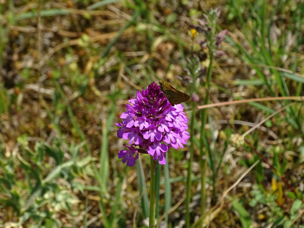 Large Skipper from Les Marais, 69330 Lyon, France on June 4, 2023 at 12:40 PM by ferlay myriam ...