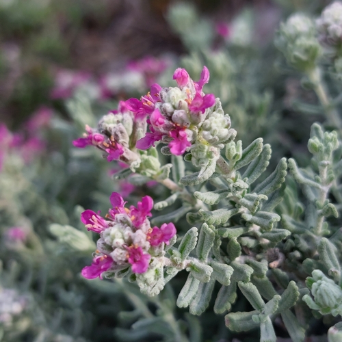 Subspecies Teucrium polium purpurascens · iNaturalist