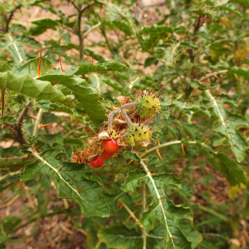 Red Buffalo-bur from Running Stream NSW 2850, Australia on June 7, 2023 ...