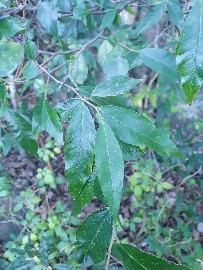 whalebone tree from Burleigh Head, Burleigh Heads, AU-QL, AU on June 7 ...