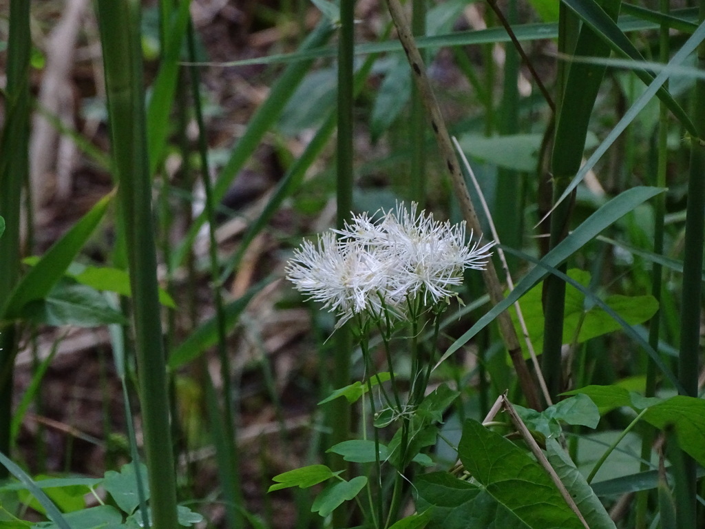 French meadow-rue from Vieu, 01260 Valromey-sur-Séran, France on May 28 ...