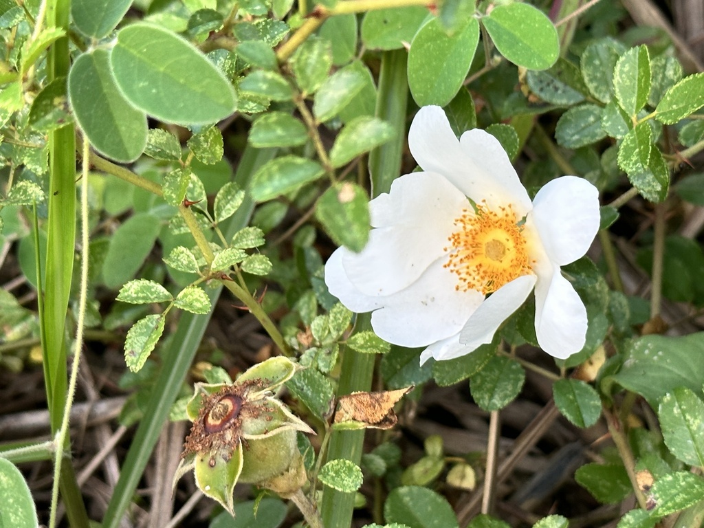 Macartney's rose from 後龍鎮, TW on June 7, 2023 at 06:01 PM by Hersway ...