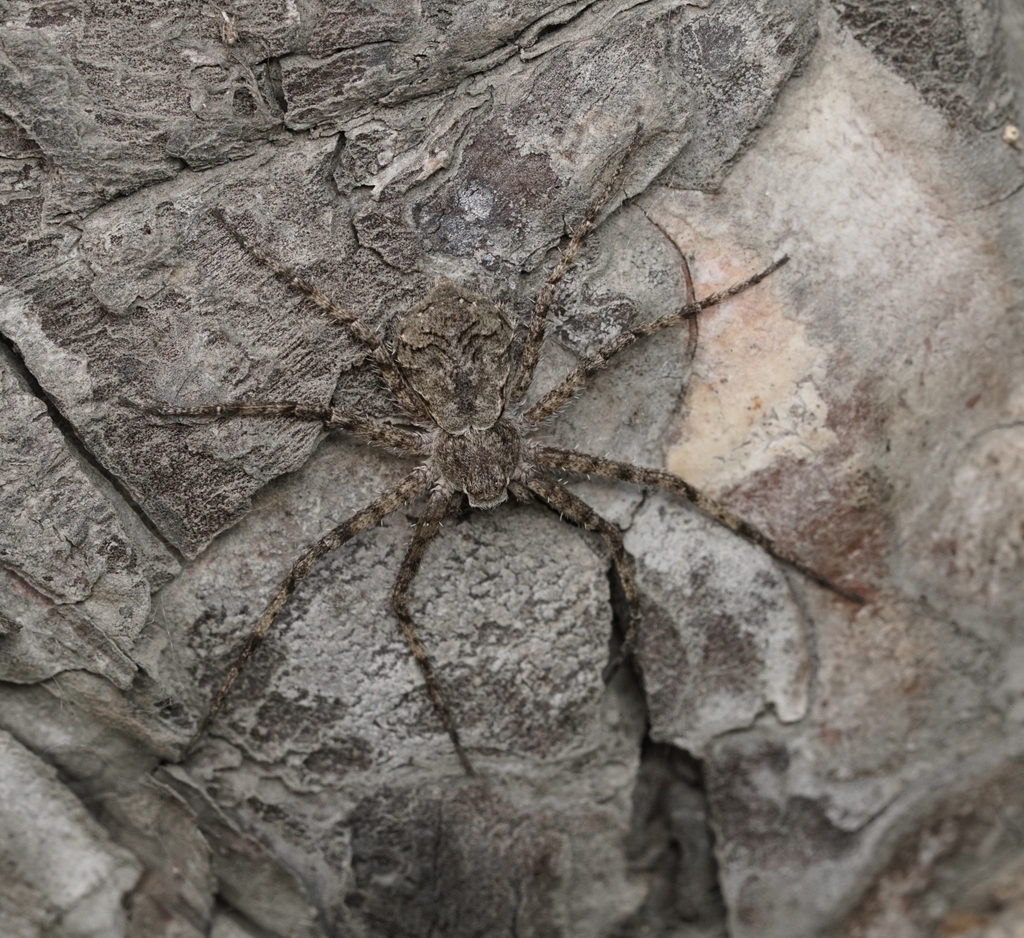 Lichen Running Spider from Gomi on June 2, 2023 at 12:04 PM by Ka Trin ...