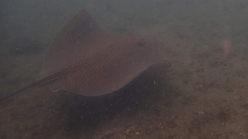 Observations by dangerdog · iNaturalist