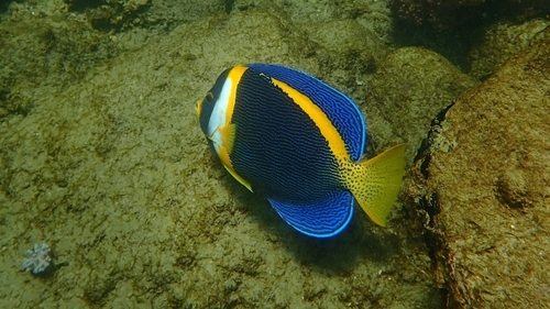 Observations by dangerdog · iNaturalist