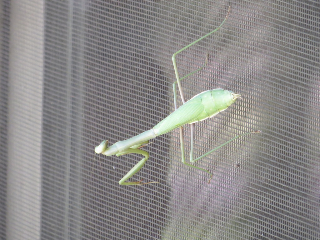 Arizona Mantis (Insects and Arachnids of Coronado National Memorial ...