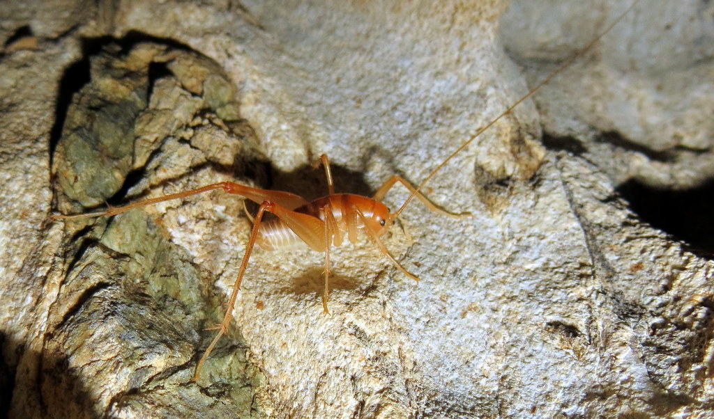 Camel Crickets (Insects and Arachnids of Coronado National Memorial ...