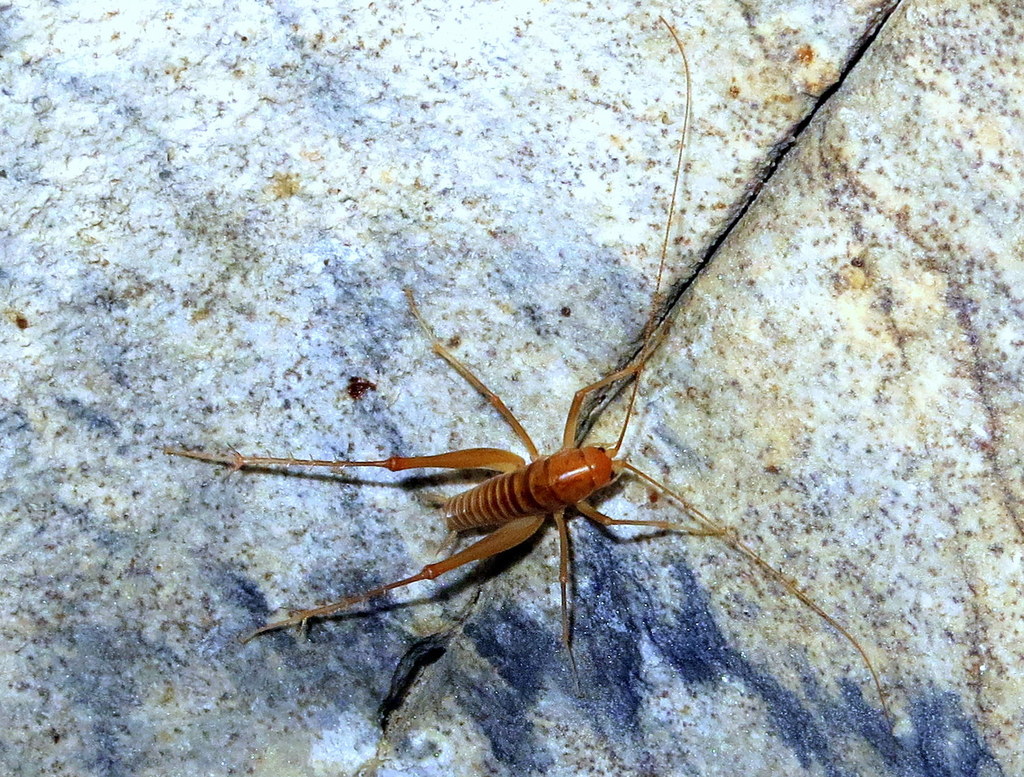 Camel Crickets (Insects and Arachnids of Coronado National Memorial ...