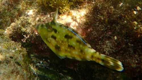 Observations by dangerdog · iNaturalist