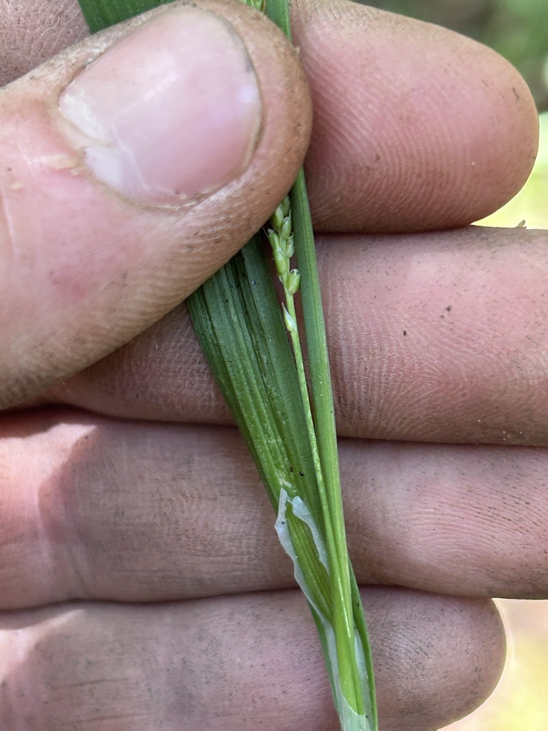 Spreading Sedge in June 2023 by Taylor Sturm · iNaturalist