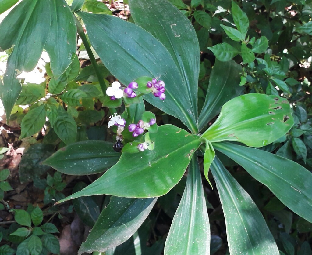 Cohitre Blanco from Xalapa, Ver., Mexico on May 31, 2023 at 12:04 PM by ...