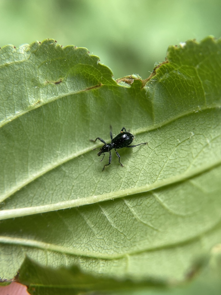Myrmex from Island Rd, North Oaks, MN, US on June 7, 2023 at 11:55 AM ...