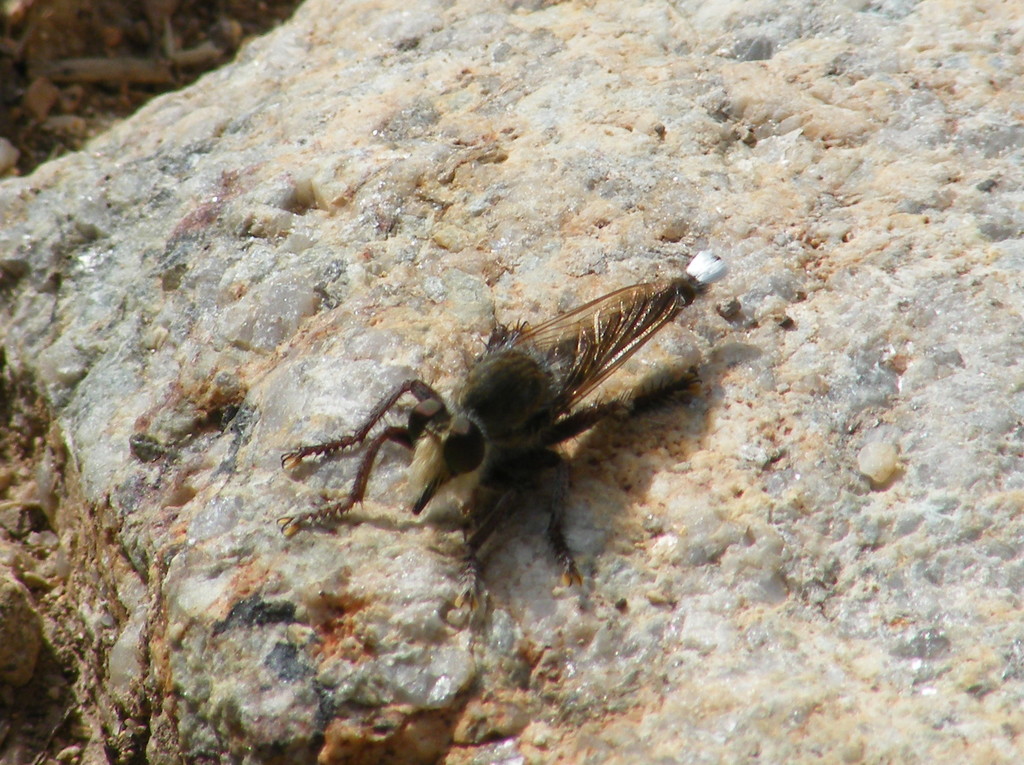 Promachus truquii (Insects and Arachnids of Coronado National Memorial ...