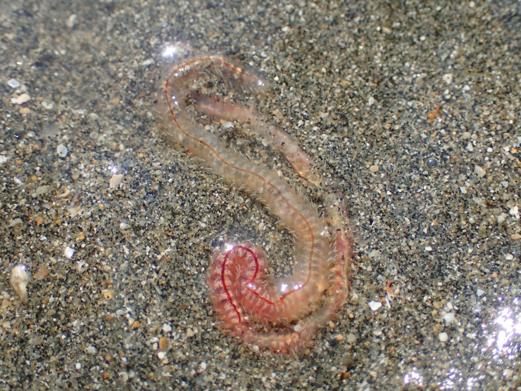 Polychaete Worms from Islands, Hong Kong on December 02, 2018 at 01:29 ...