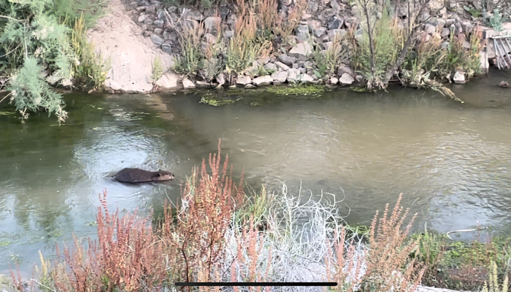 American Beaver from E Mall Dr, St. George, UT, US on June 7, 2023 at ...
