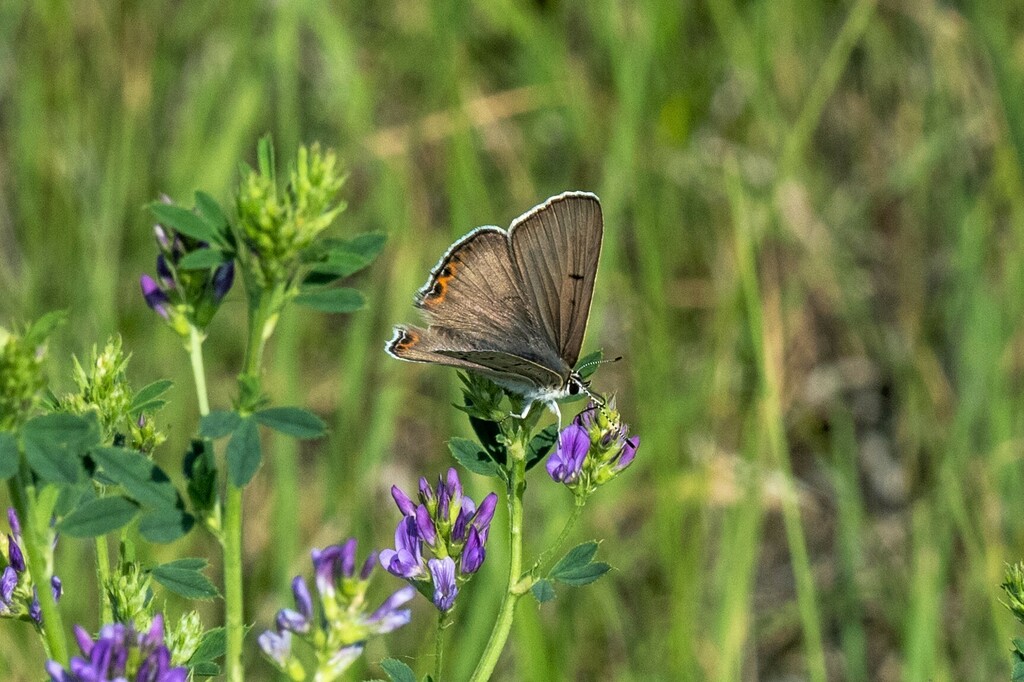 Gray Copper in June 2023 by Steve Kruse · iNaturalist
