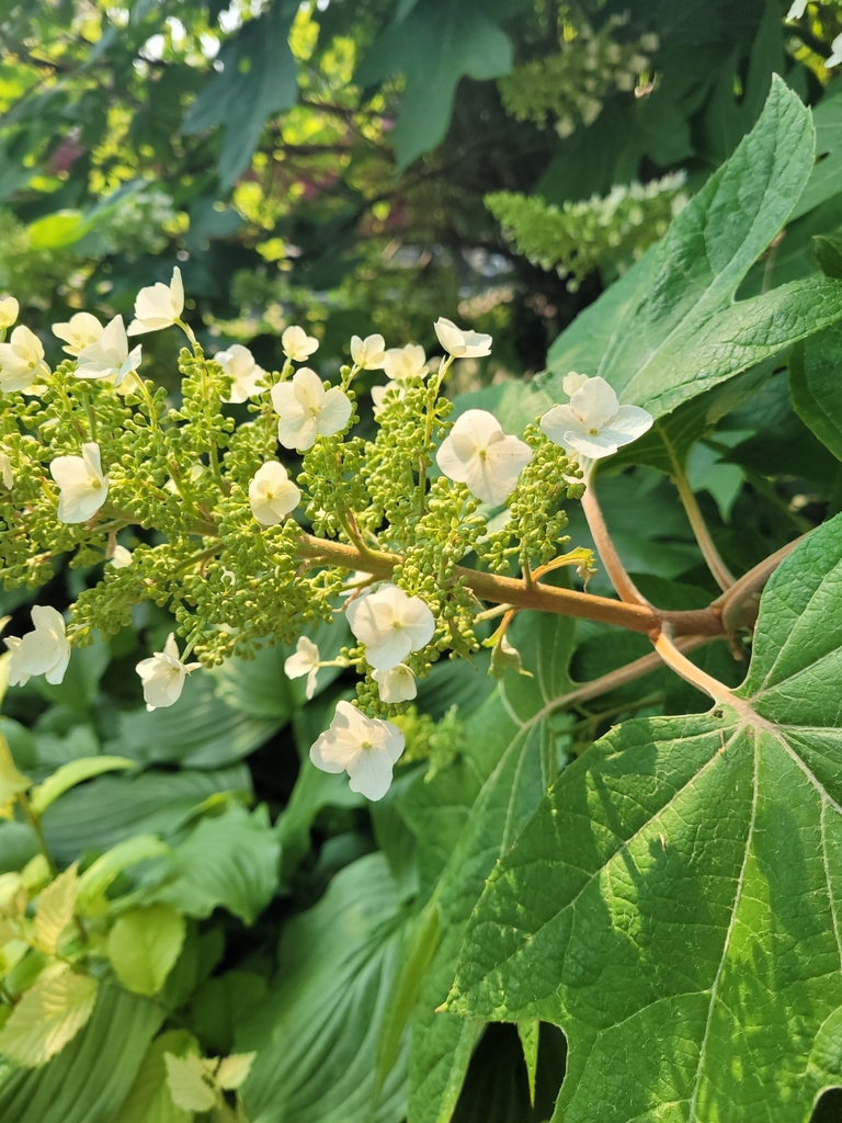 dicots from Noll Lab, State College, PA 16801, USA on June 7, 2023 at ...