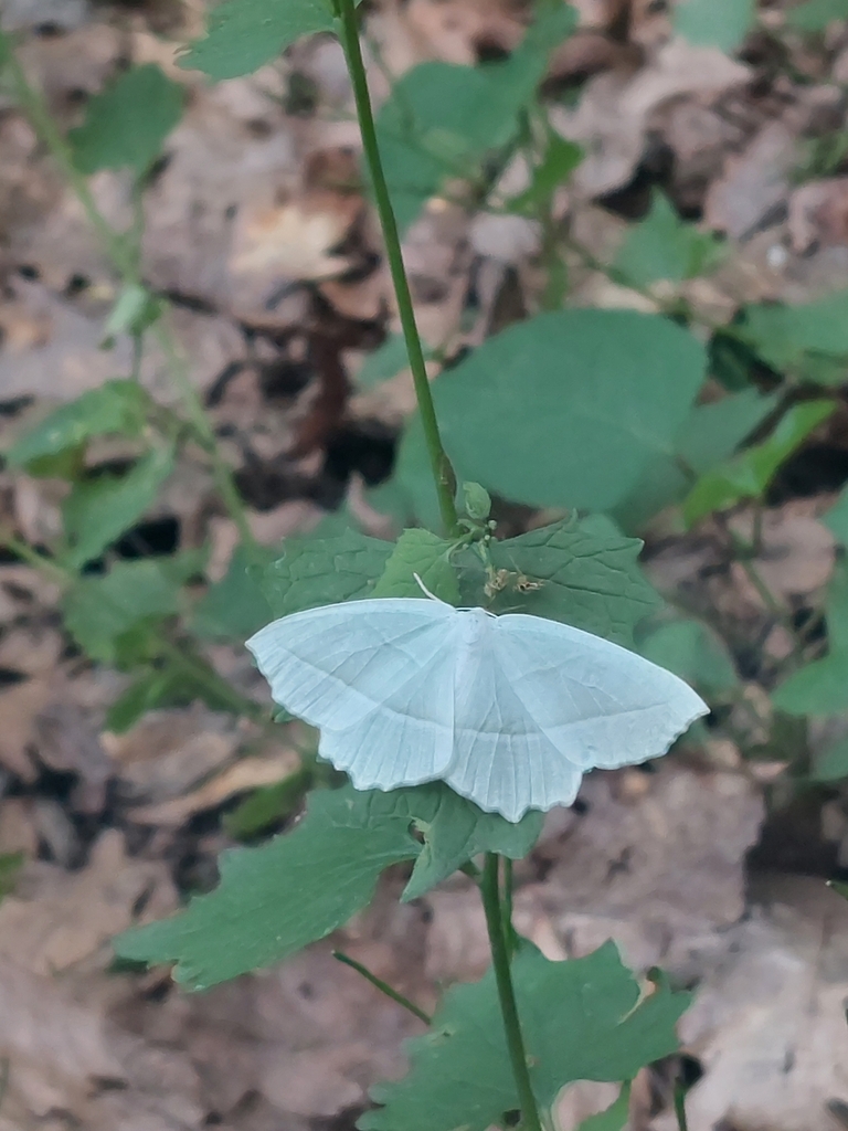 Pale Beauty from Perry North, Pittsburgh, PA, USA on June 7, 2023 at 02 ...