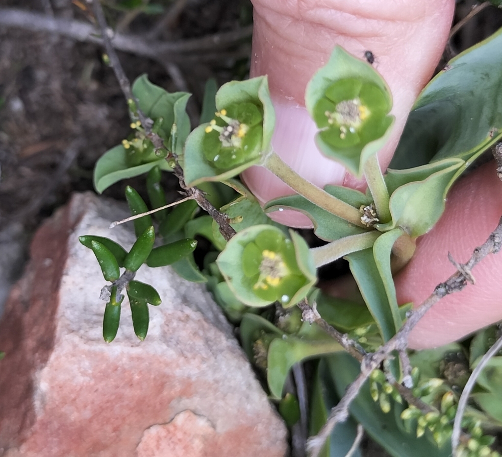 spurges from Overstrand Local Municipality, South Africa on June 7 ...
