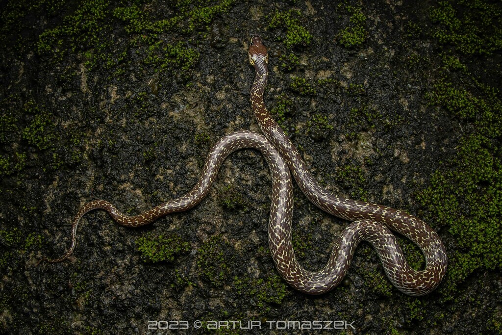 Common Wolf Snake in June 2023 by Artur Tomaszek · iNaturalist