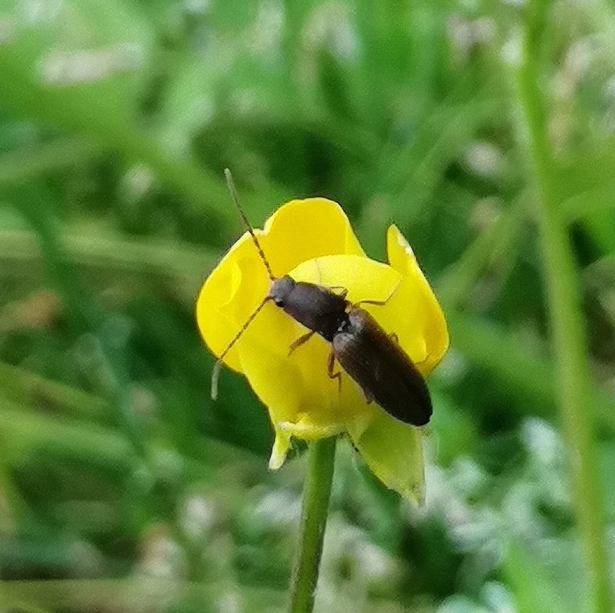 two-coloured brown click beetle from Bellusco on June 7, 2023 at 07:58 ...