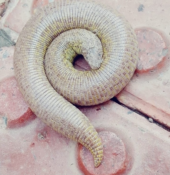 Checkerboard Worm Lizard from Melilla on June 6, 2023 at 11:22 AM by ...