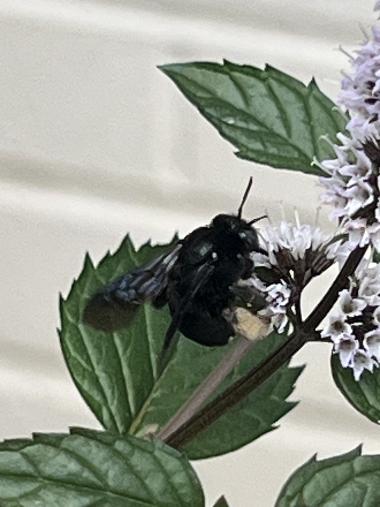 Two-spotted Longhorn Bee from N West St, Bainbridge, GA, US on June 7 ...