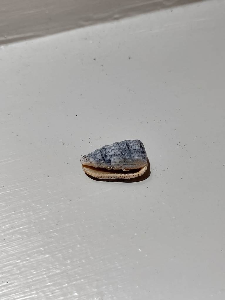 Morum tuberculosum from Malecon de Mazatlan, Sinaloa, Mexico on May 22 ...