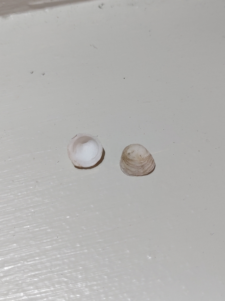 Pacific White Hoof Shell from Malecon de Mazatlan, Sinaloa, Mexico on ...