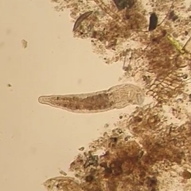 Catenulida from QGH2+39C Parque Itchimbía, Quito 170136, Ecuador on June 7, 2023 at 05:35 PM by ...