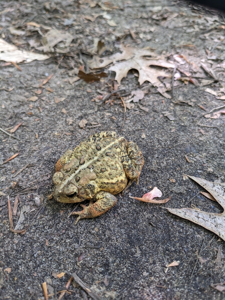 Eastern American Toad from Port Sheldon Township, MI, USA on June 7 ...