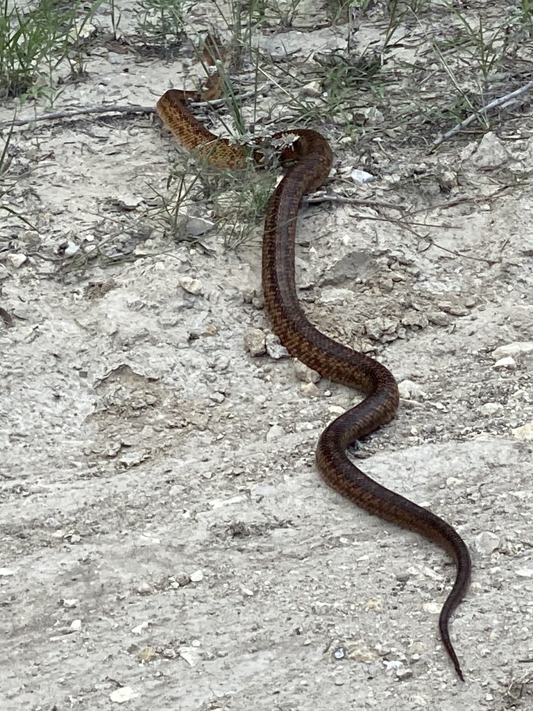 North American Ratsnakes from Faris Ranch Rd, Medina, TX, US on June 6 ...