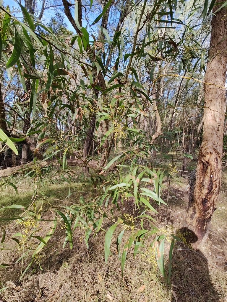 Zig-zag Wattle from Victoria Point QLD 4165, Australia on June 8, 2023 ...