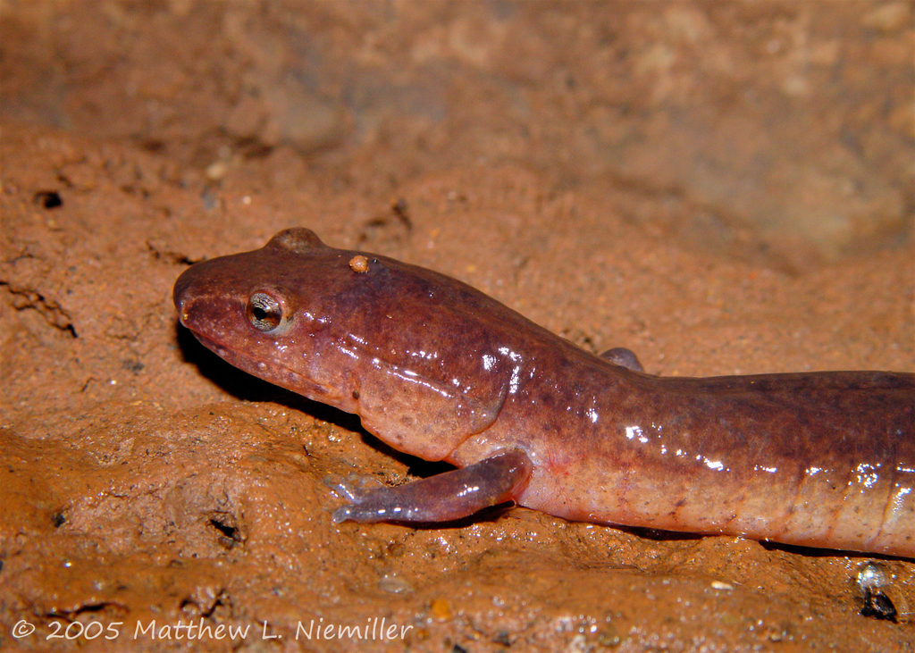 Spring Salamander from Knoxville, TN, USA on December 31, 2005 at 03:50 ...