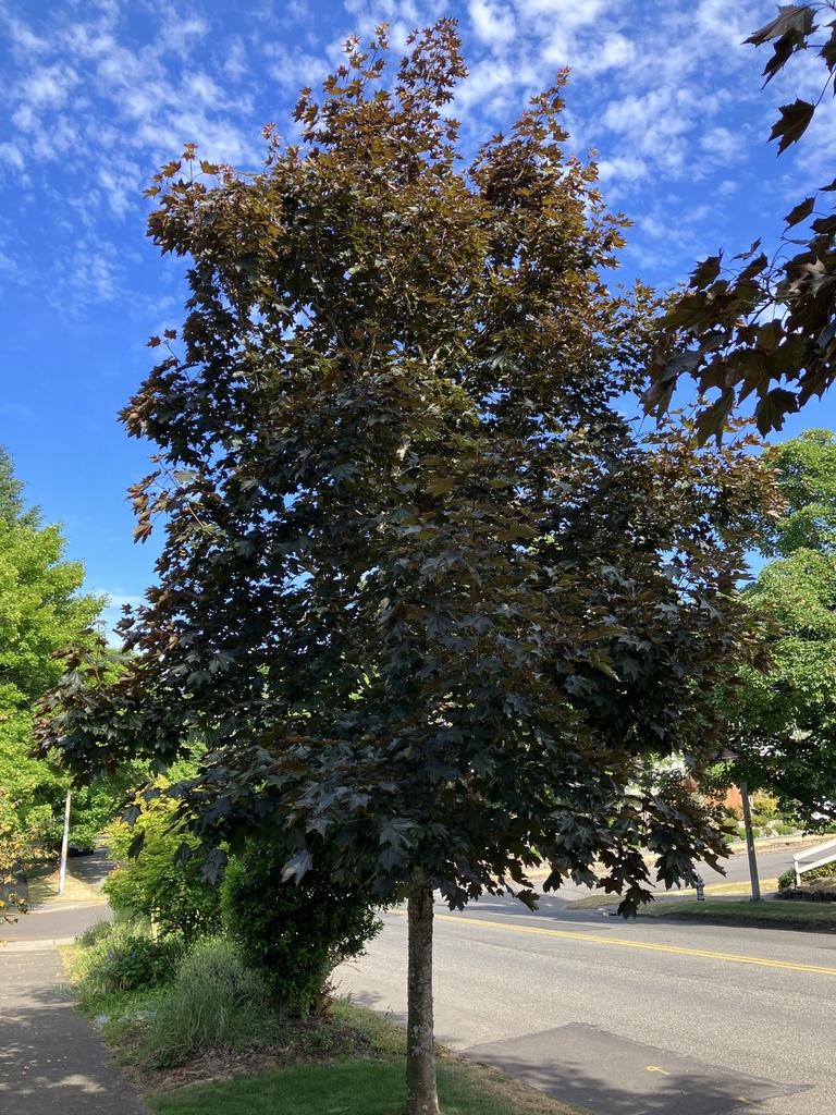 Norway maple from N 30th St, Tacoma, WA, US on June 7, 2023 at 05:13 PM ...